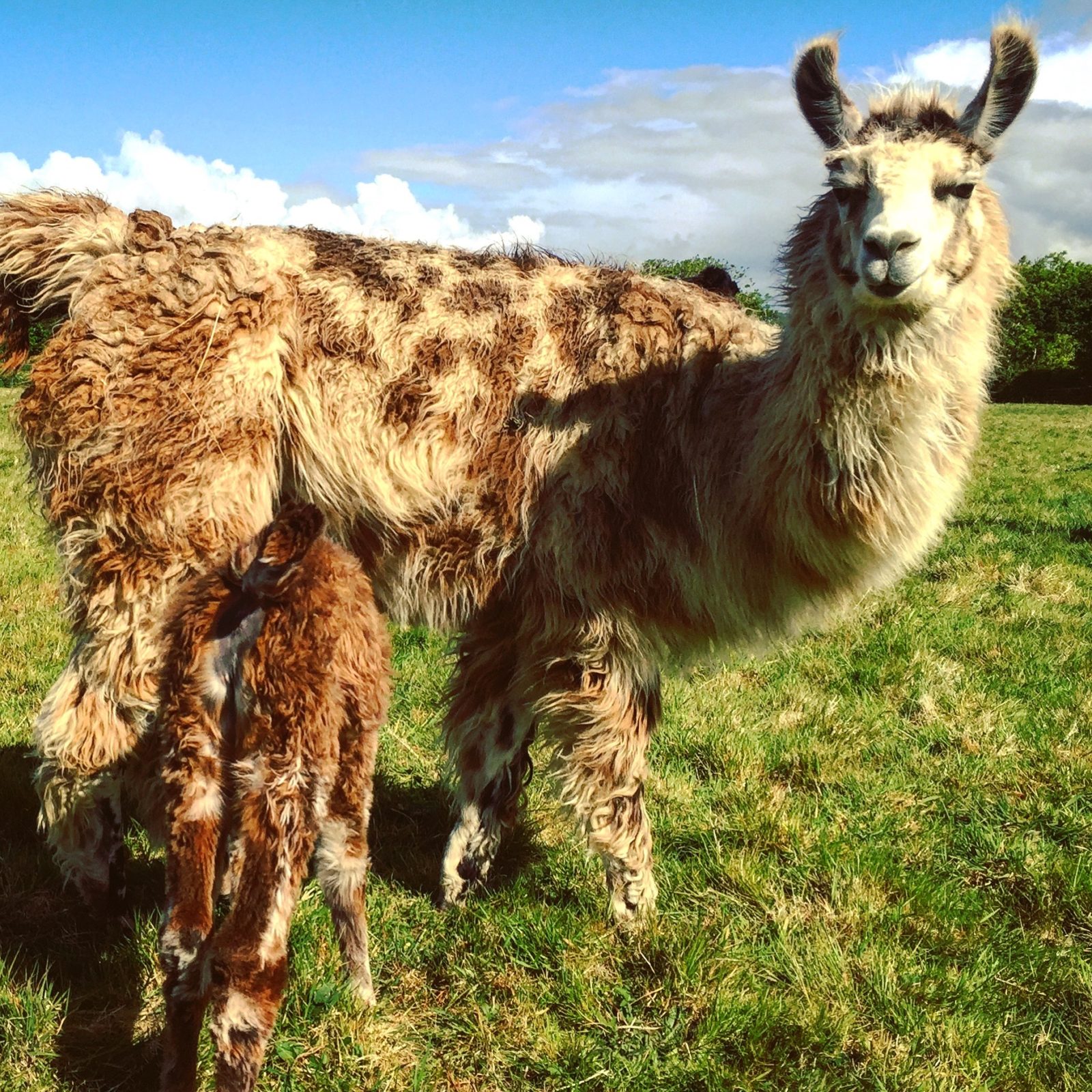 Gypsy - Quinta Da Llama